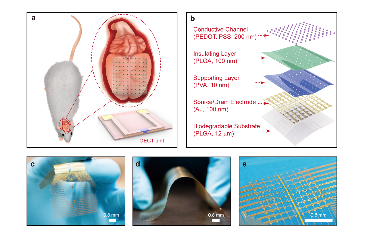 宋恩名课题组：超薄柔性有机电化学晶体阵列构建的生物可降解神经接口